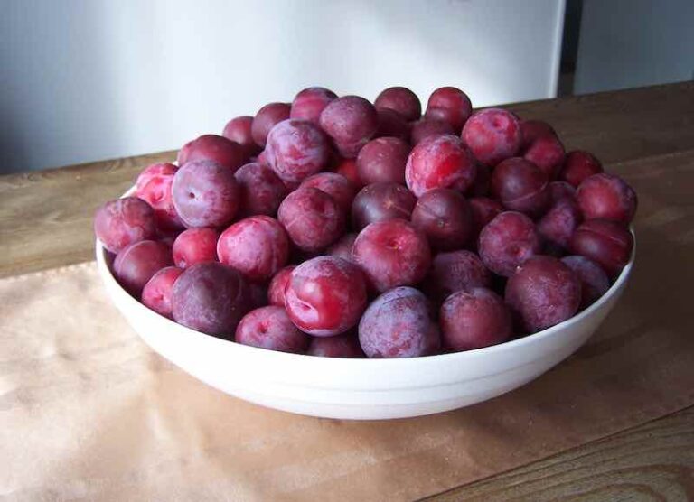 Toka Plum: The Bubblegum Plum - Minneopa Orchards