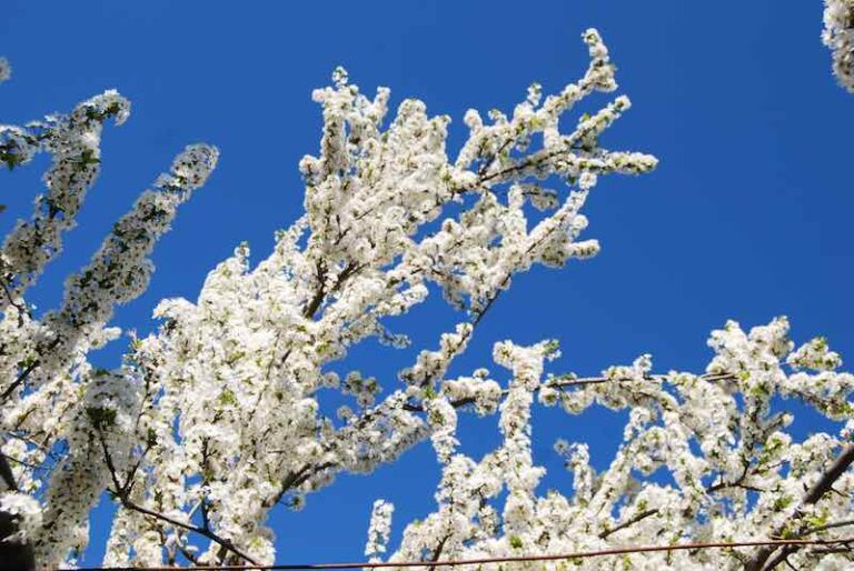 The Brooks Plum Tree - Minneopa Orchards