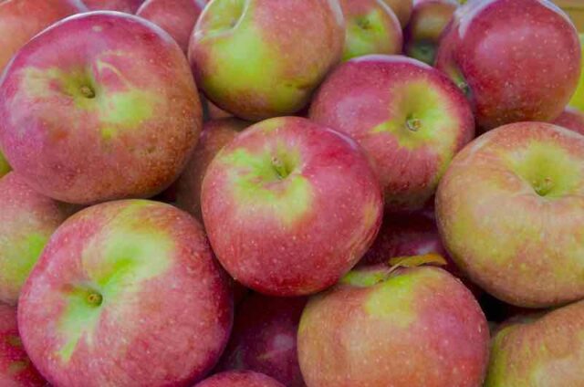 Macoun Apples - The Sweet Dessert Apple - Minneopa Orchards