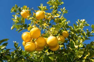 The Marsh Grapefruit Tree - Minneopa Orchards
