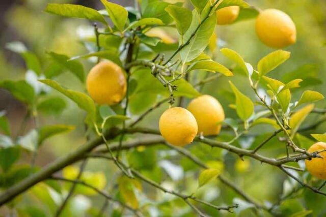 How To Prune A Lemon Tree - Minneopa Orchards