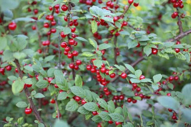 All About Nanking Cherries - Minneopa Orchards