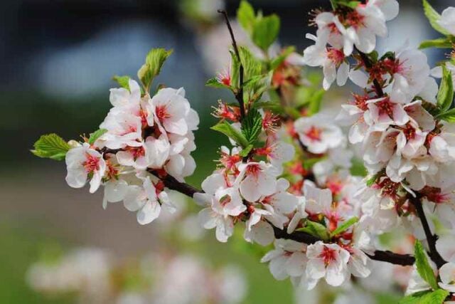 All About Nanking Cherries - Minneopa Orchards