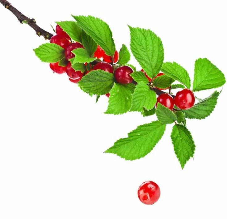 All About Nanking Cherries - Minneopa Orchards