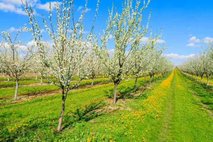 Red Plum Trees: Everything You Need To Know About Red Plums - Minneopa ...