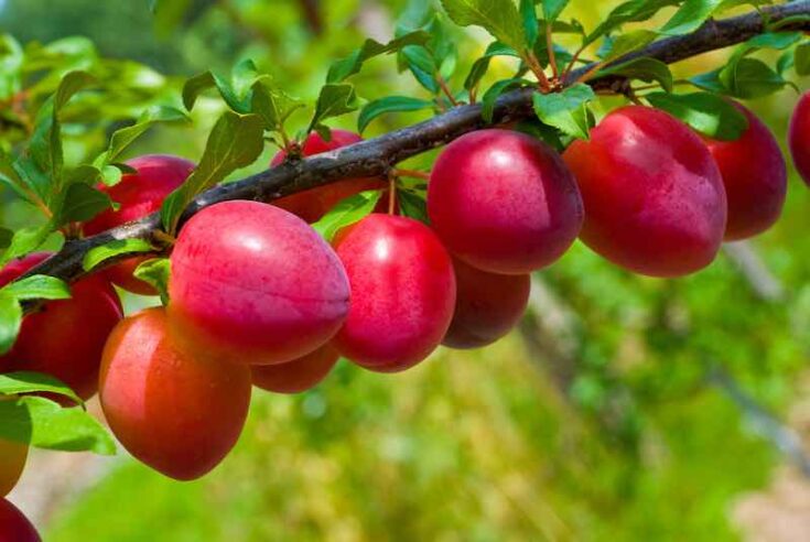Red Plum Trees: Everything You Need To Know About Red Plums - Minneopa ...