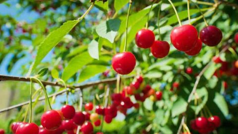 Cherry Trees - Minneopa Orchards