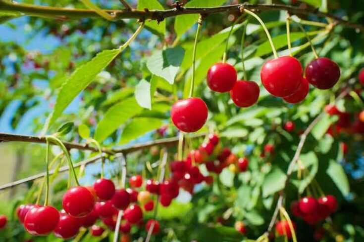 Meteor Sour Cherry Tree: How To Plant and Grow Your Own Sour Cherries ...