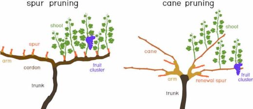 How to Prune Grape Vines - Minneopa Orchards