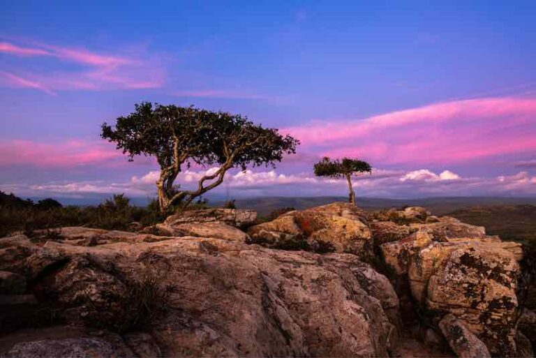 Red Plum Trees: Everything You Need To Know About Red Plums - Minneopa ...