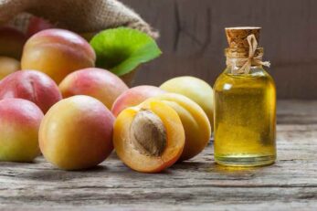 The Katy Apricot Tree & Delicious Katy Apricots - Minneopa Orchards