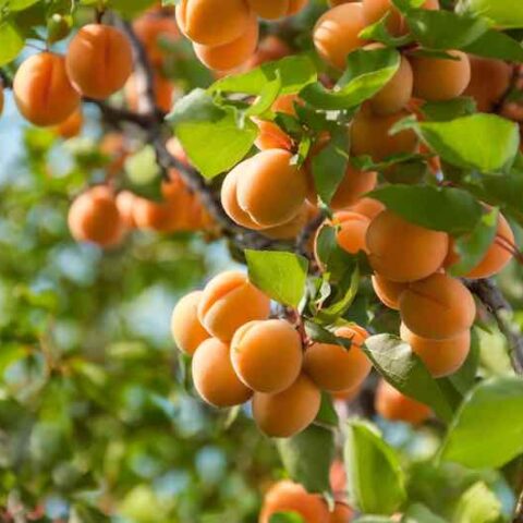 Apricot Varieties - Minneopa Orchards