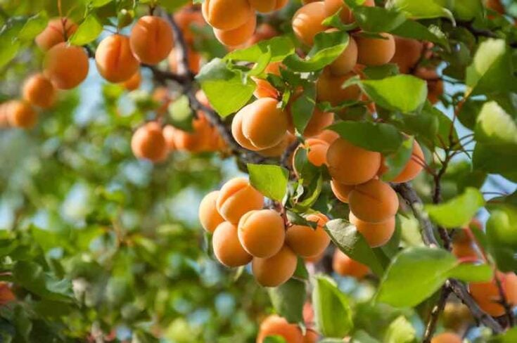 20 Delicious Apricot Tree Varieties You Can Grow At Home - Minneopa ...