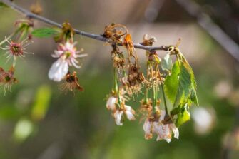 Apricot Tree Diseases: How to Identify, Treat, and Prevent Apricot Tree ...