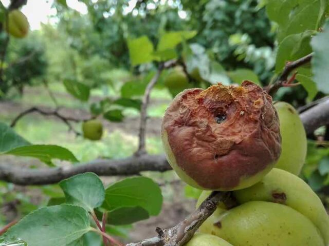 Apricot Tree Diseases: How to Identify, Treat, and Prevent Apricot Tree ...