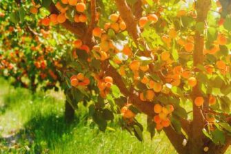 20 Delicious Apricot Tree Varieties You Can Grow At Home - Minneopa ...