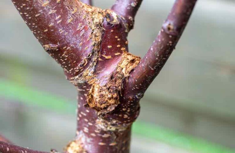Apricot Tree Diseases: How to Identify, Treat, and Prevent Apricot Tree ...