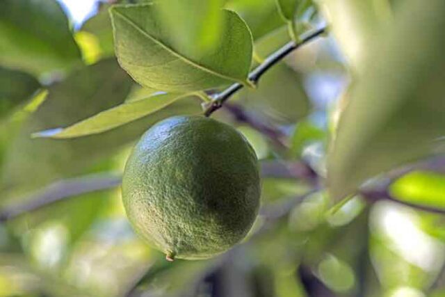 12 Types of Lemon Trees - Minneopa Orchards