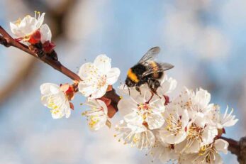 The Perfection Apricot Tree - Minneopa Orchards