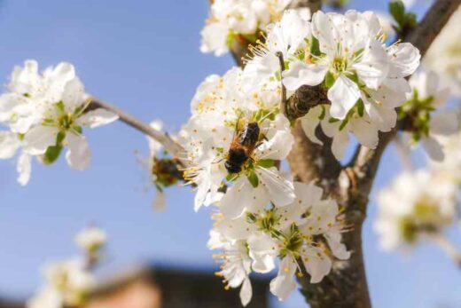 The Sunburst Cherry Tree - Minneopa Orchards