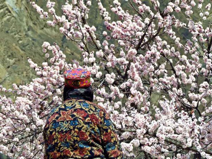 The Hunza Apricot Tree - Minneopa Orchards