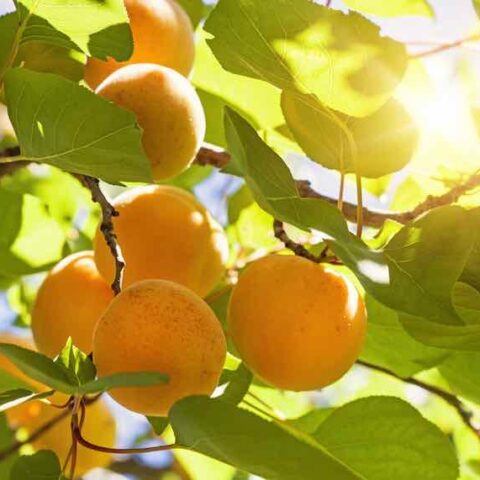 Apricot Varieties - Minneopa Orchards