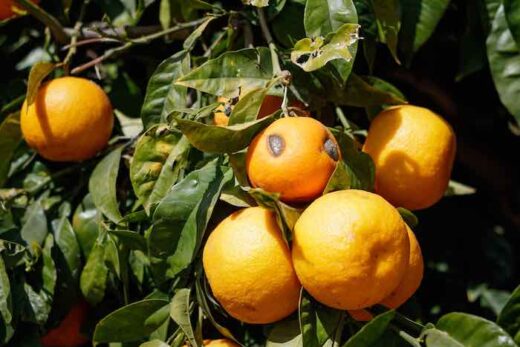 Lemon Tree Diseases: Everything You Need To Know - Minneopa Orchards