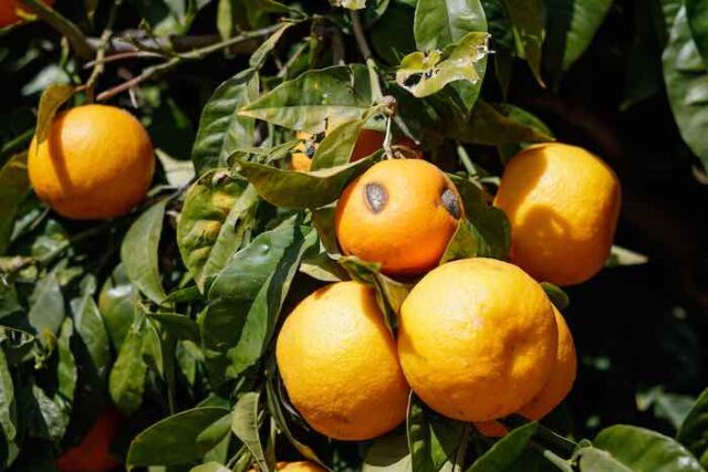 Lemon Tree Diseases: Everything You Need To Know - Minneopa Orchards
