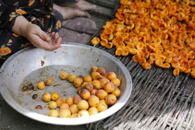 The Hunza Apricot Tree - Minneopa Orchards