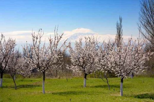 The Gold Kist Apricot Tree - Minneopa Orchards