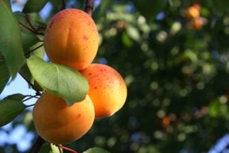 20 Delicious Apricot Tree Varieties You Can Grow At Home - Minneopa ...