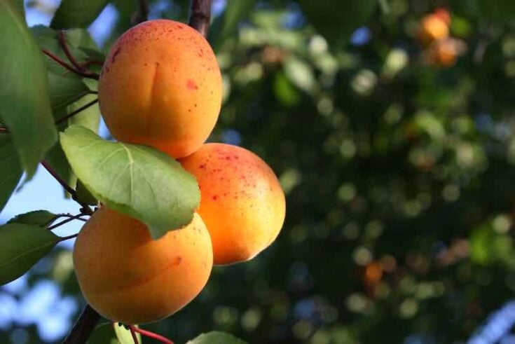 20 Delicious Apricot Tree Varieties You Can Grow At Home - Minneopa ...