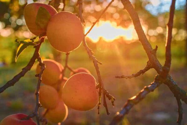 Apricot Tree Care: How To Grow Apricot Trees - Minneopa Orchards