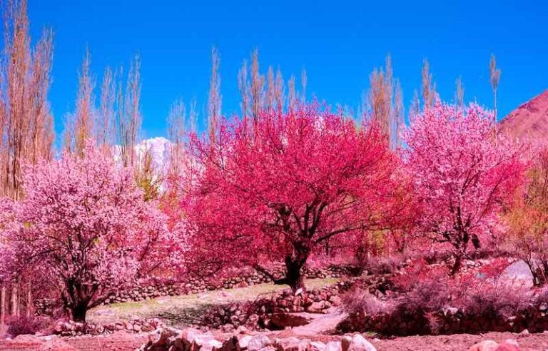The Hunza Apricot Tree - Minneopa Orchards