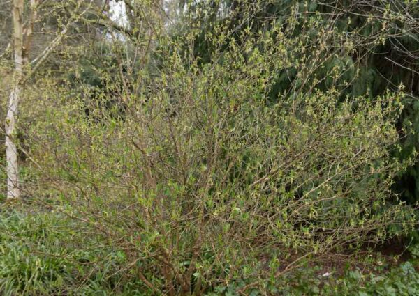 Indian Plum Tree and Indian Plums - Minneopa Orchards