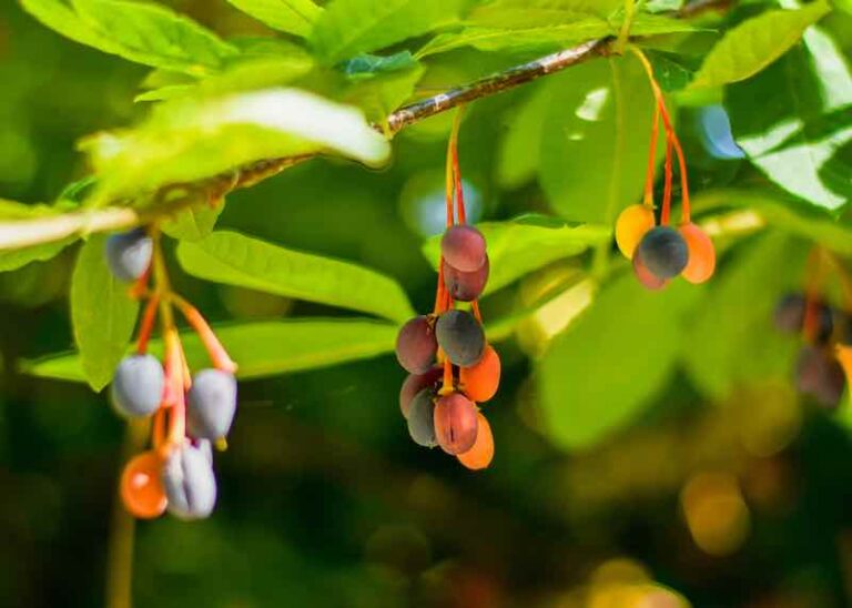 Indian Plum Tree and Indian Plums - Minneopa Orchards