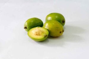 June Plum Tree and The Delicious June Plum - Minneopa Orchards