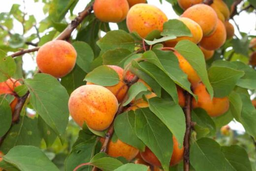 20 Delicious Apricot Tree Varieties You Can Grow At Home - Minneopa ...