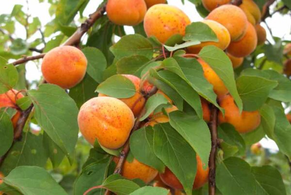 20 Delicious Apricot Tree Varieties You Can Grow At Home - Minneopa ...