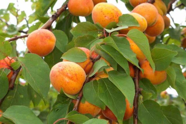 20 Delicious Apricot Tree Varieties You Can Grow At Home - Minneopa ...