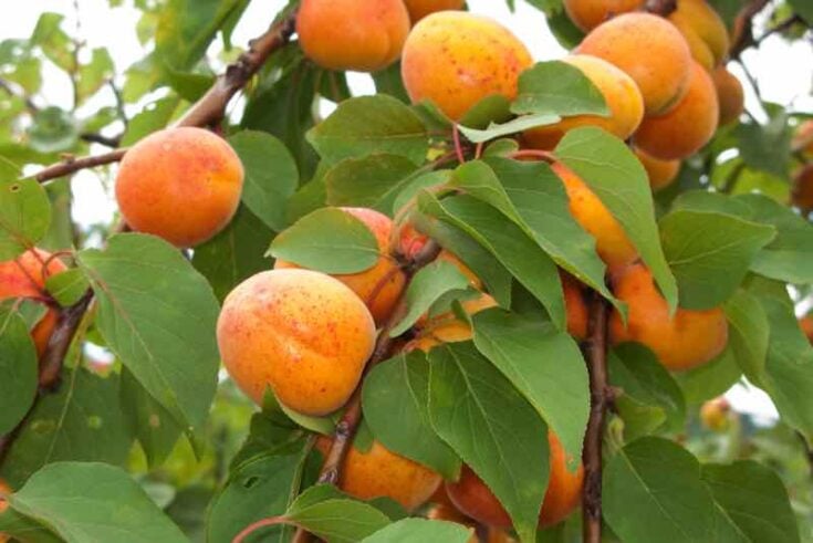 20 Delicious Apricot Tree Varieties You Can Grow At Home - Minneopa ...