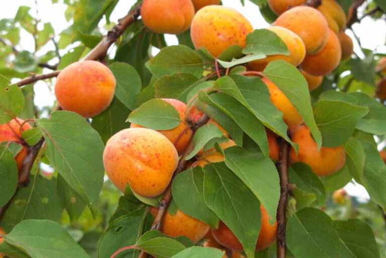 20 Delicious Apricot Tree Varieties You Can Grow At Home - Minneopa ...