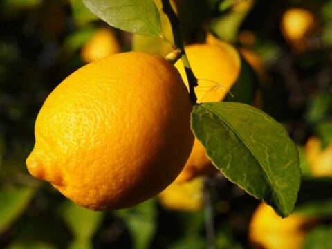 The Lisbon Lemon Tree - Minneopa Orchards