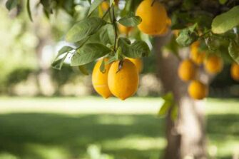 12 Types of Lemon Trees - Minneopa Orchards