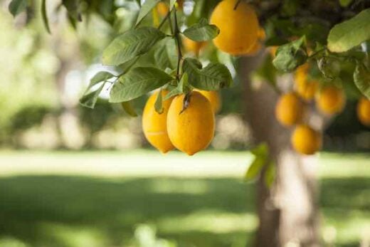 12 Types of Lemon Trees - Minneopa Orchards