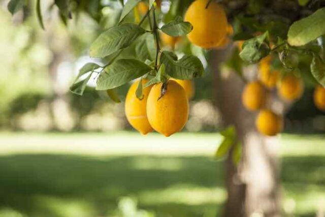 12 Types of Lemon Trees - Minneopa Orchards