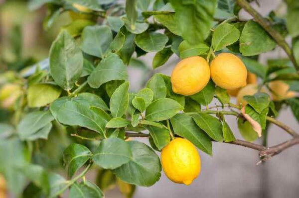 The Lemon Lime Tree - Minneopa Orchards