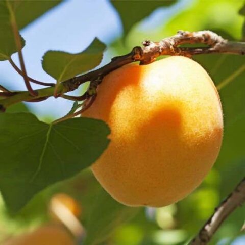 20 Delicious Apricot Tree Varieties You Can Grow At Home - Minneopa ...