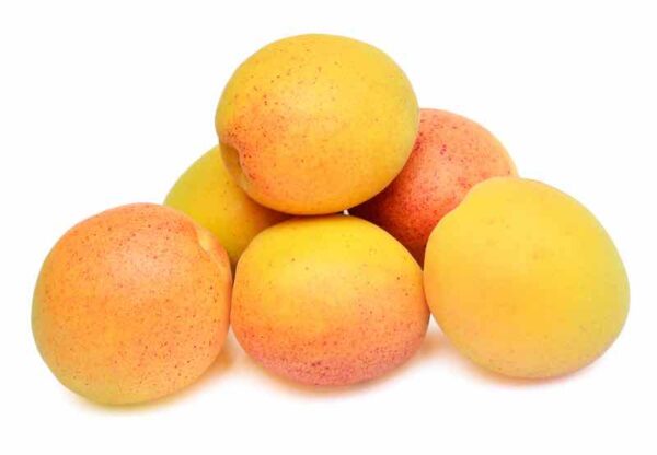 The Perfection Apricot Tree - Minneopa Orchards