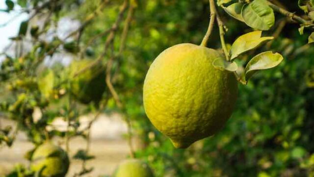 12 Types of Lemon Trees - Minneopa Orchards